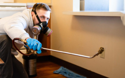 The Most Commonly Controlled Nuisance Pests